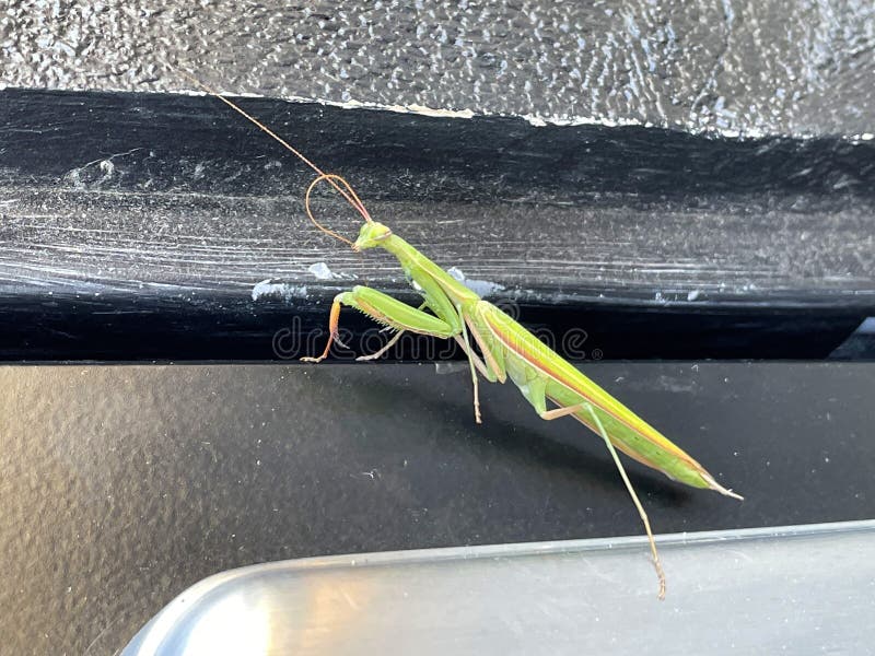 Praying Mantis on Wall 01 stock photo. Image of wildlife - 325739686