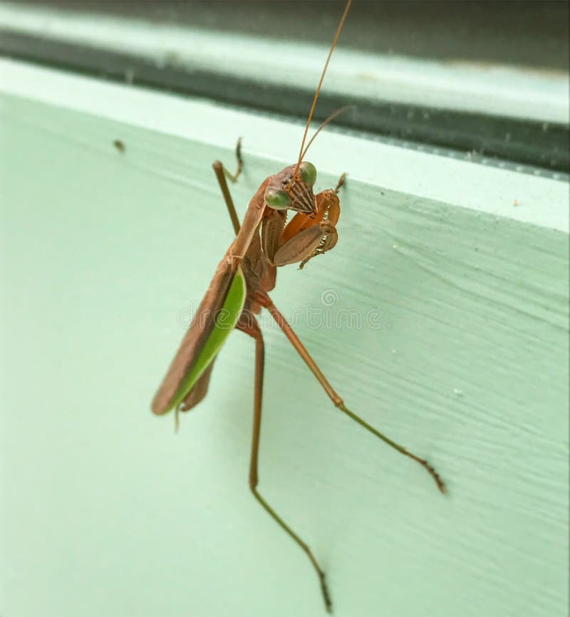 113 Mantis Compound Eye Stock Photos - Free & Royalty-Free Stock Photos ...