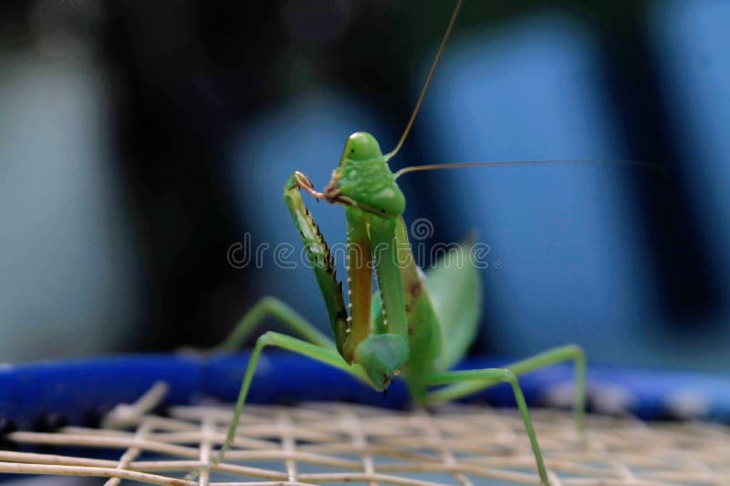 The Praying Mantis is Washing Its Hands with Its Mouth Stock Image ...