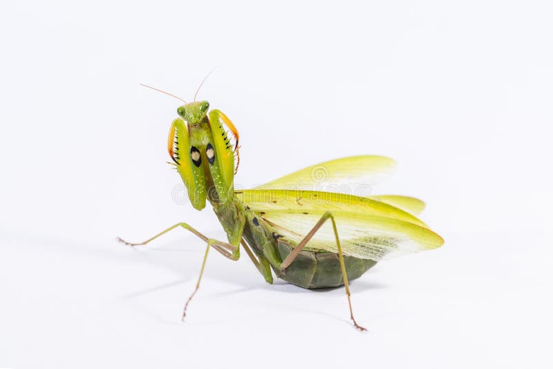 Mantis in Defensive Stance stock image. Image of kung - 140787161
