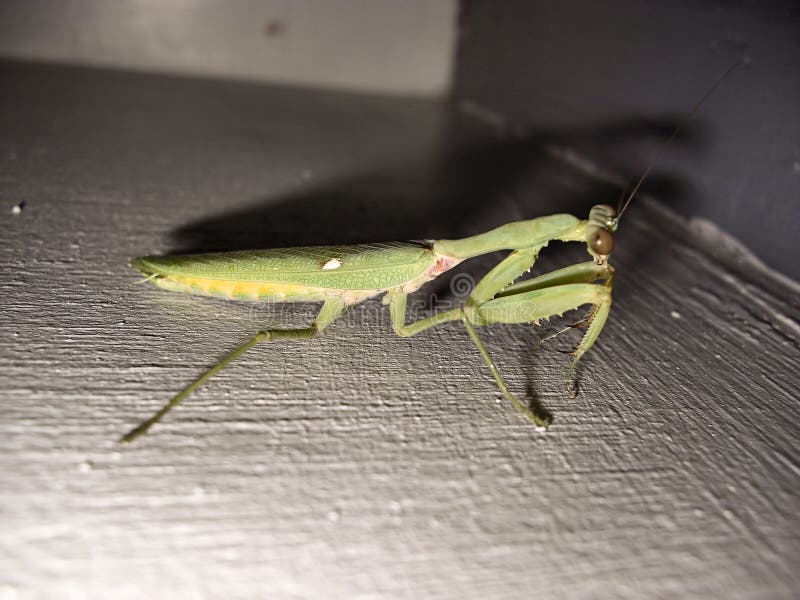 199 Philippines Mantis Stock Photos - Free & Royalty-Free Stock Photos ...