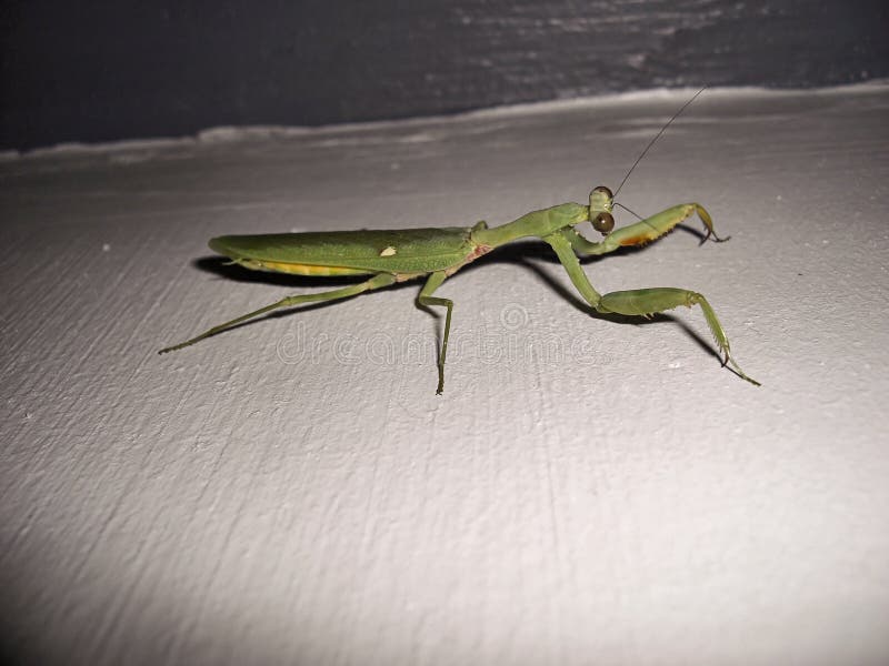 Praying Mantis on a White Background on the Philippines December 28 ...