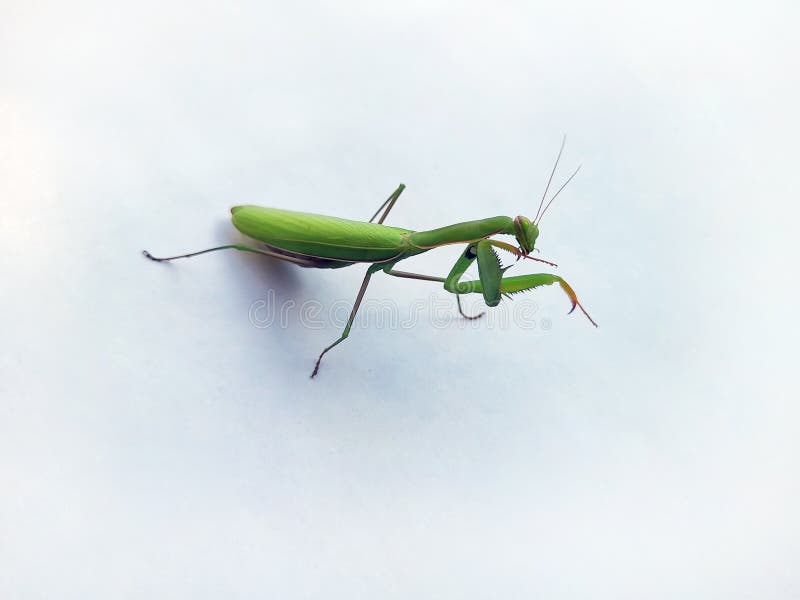 Praying Mantis on a White Background. Photo Insect Praying Mantis Stock ...