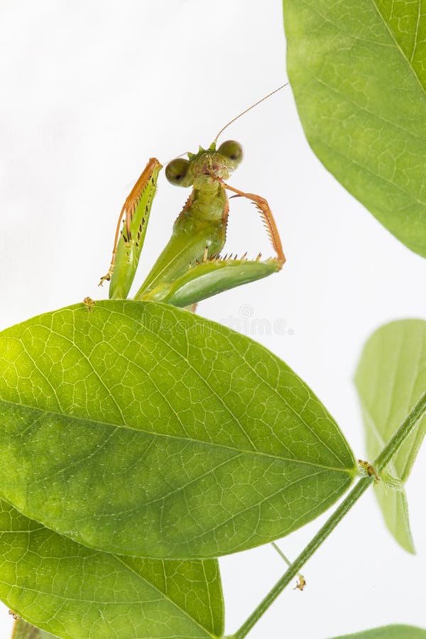 Praying Mantis. on White Background Stock Photo - Image of camera ...