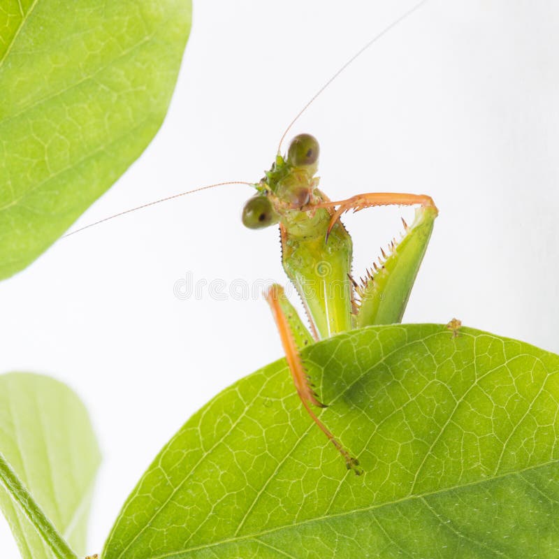 Praying Mantis. on White Background Stock Image - Image of closeup ...