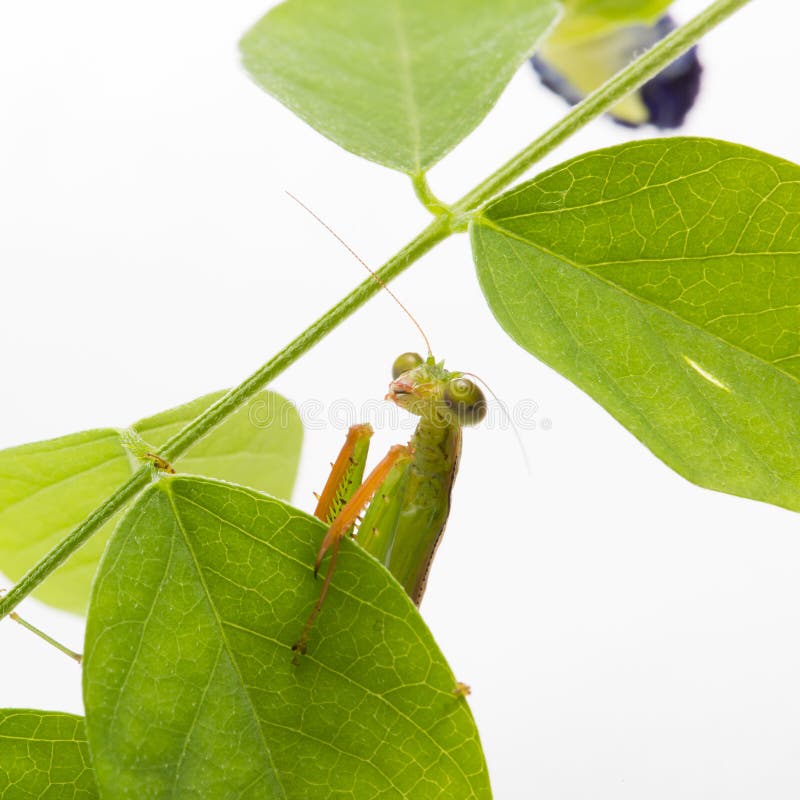 Praying Mantis. on White Background Stock Photo - Image of carnivorous ...