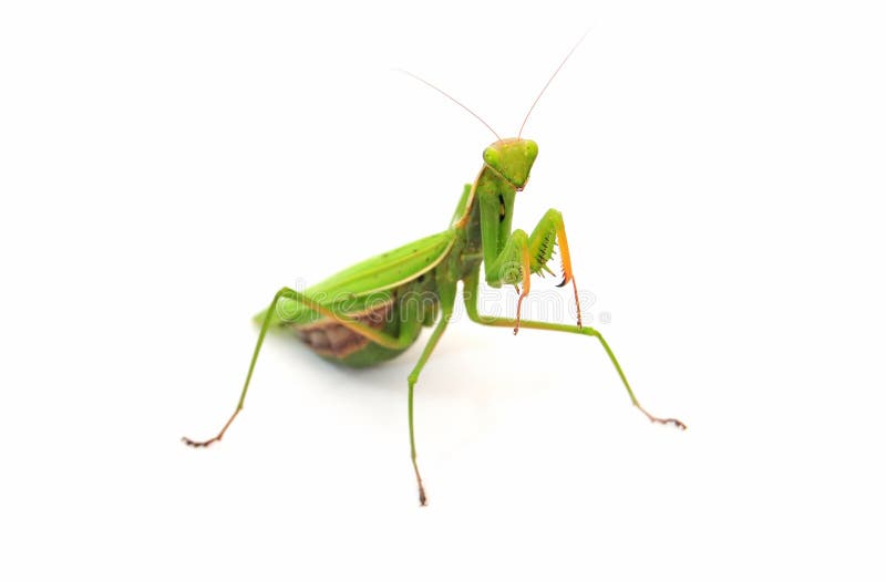 Praying Mantis On White Background Stock Image - Image of insect ...
