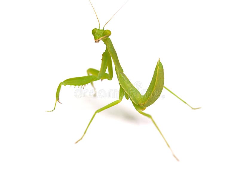 Praying Mantis , on White Background Stock Image - Image of natural ...