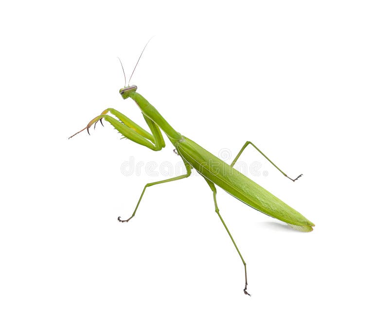 1,093 Colorful Mantis White Seamless Background Stock Photos - Free ...