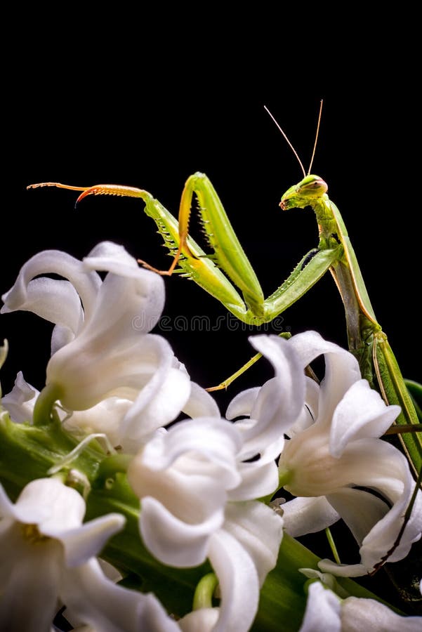 Praying Mantis on White Flower Stock Photo - Image of praying, portrait ...