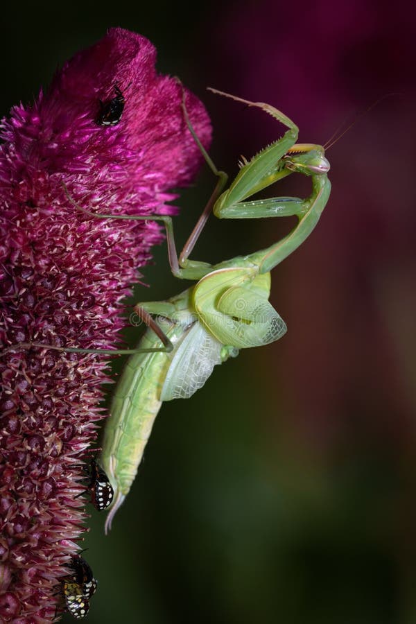 Praying Mantis in the Wild - Mantis Religiosa Stock Photo - Image of ...