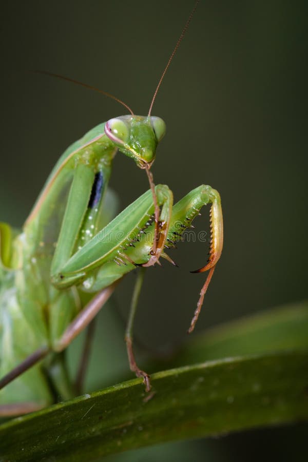 Praying Mantis in the Wild - Mantis Religiosa Stock Photo - Image of ...