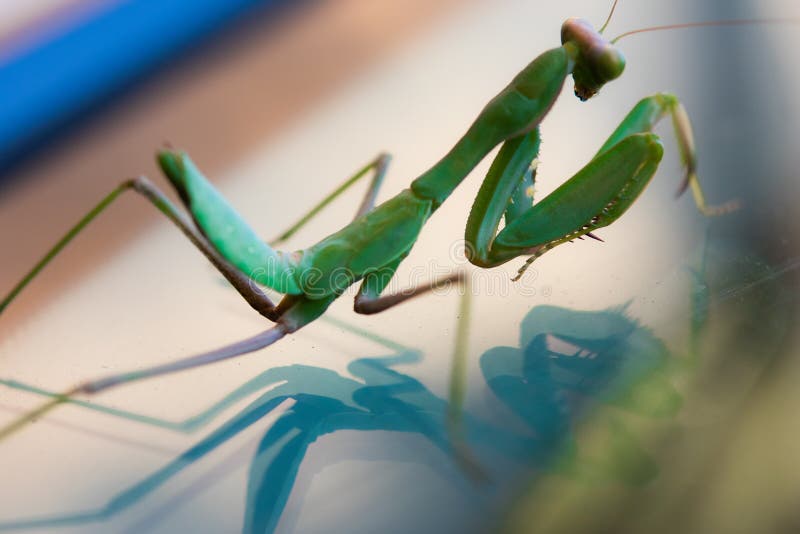 Praying Mantis Cocoon on a Tree Branch Stock Image - Image of insect ...