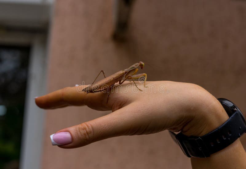 Praying Mantis on a Woman& X27;s Hand Stock Photo - Image of hand, wild ...