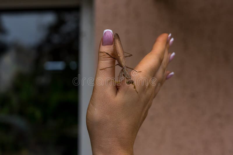 Praying Mantis on a Woman& X27;s Hand Stock Image - Image of mantis ...