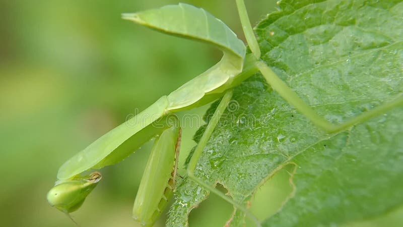 Praying mantises are green stock video. Video of praying - 324068315