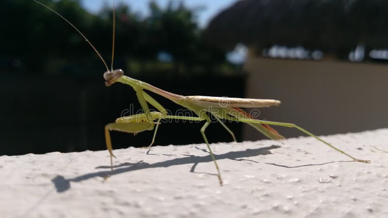 Praying mantus stock image. Image of praying, bathing - 105614923