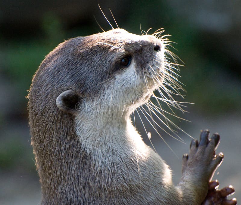 Praying Otter stock photo. Image of pray, water, hair - 12306358