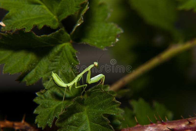 Praying for Wine stock photo. Image of praying, leaves - 80289852