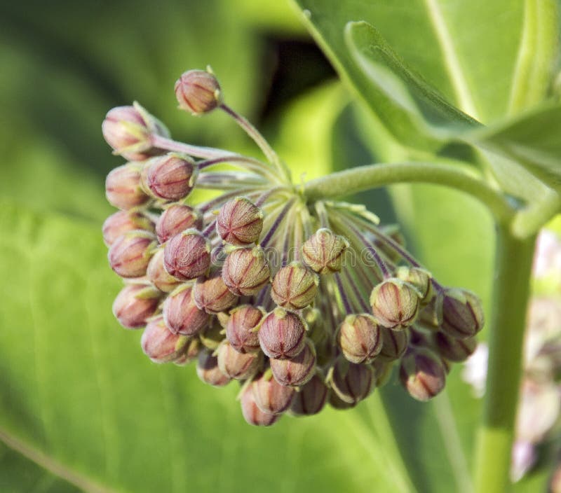 Pre-blooms stock photo. Image of spring, flowers, minneapolis - 91138778