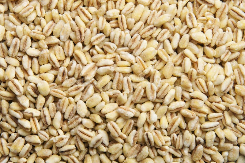Pre-cooked wheat grains stock photo. Image of cook, cereal - 21866182