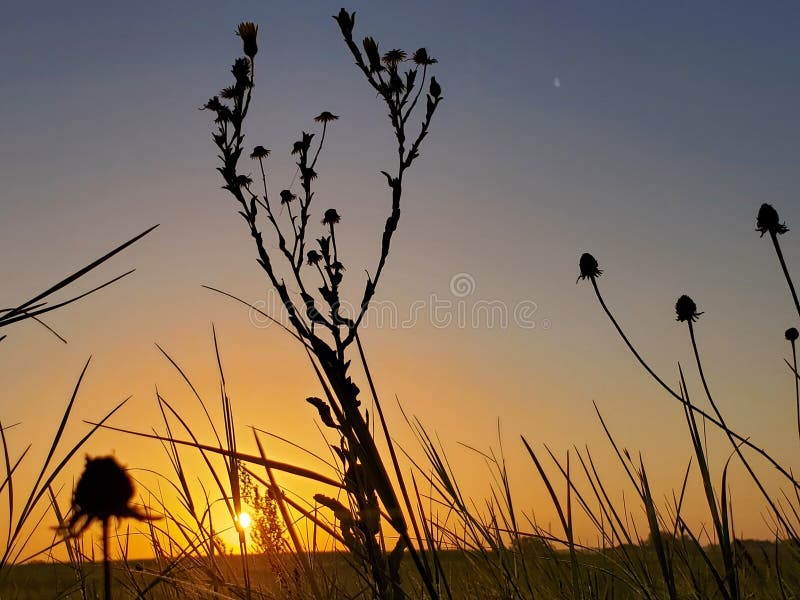 Pre Dawn Sunrise South Texas Prairie Stock Image - Image of nature ...