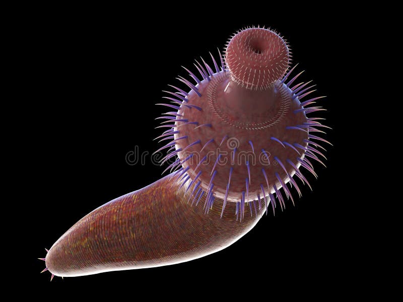 Ottoia Stock Illustrations – 9 Ottoia Stock Illustrations, Vectors ...