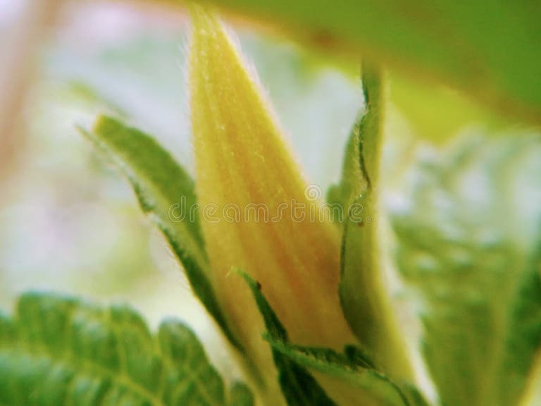 Pre mature stage stock photo. Image of flower, stage - 121080390