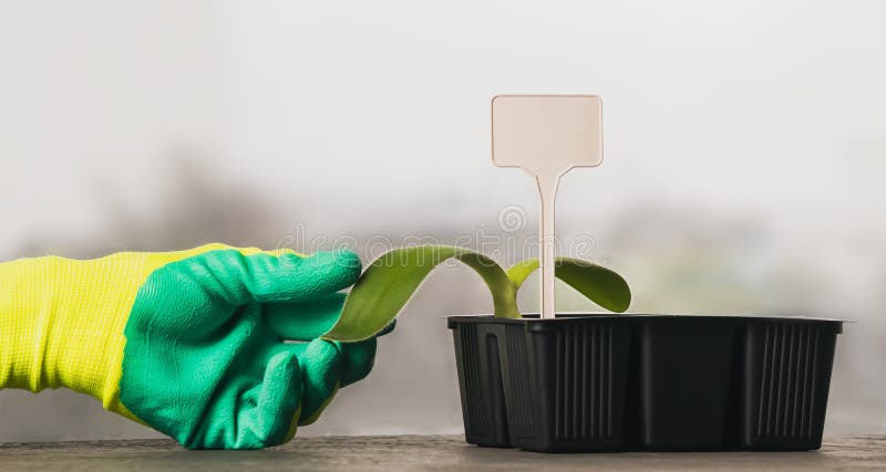 Pre-planting of Plants in the Ground before Spring Stock Image - Image ...