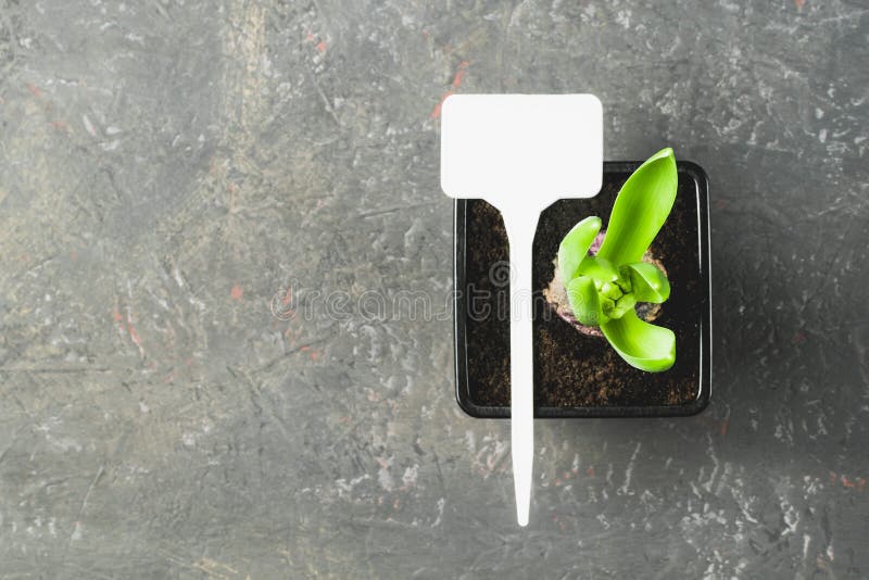 Pre-planting of Plants in the Ground before Spring Stock Photo - Image ...