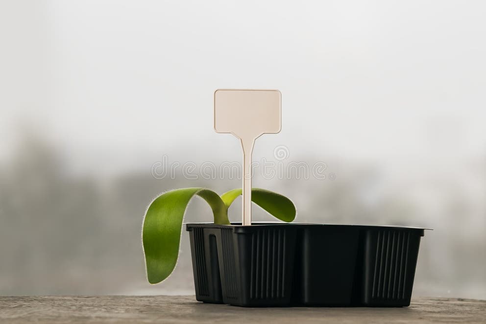 Pre-planting of Plants in the Ground before Spring Stock Photo - Image ...