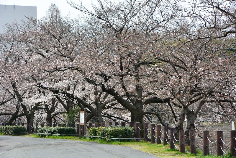 Shinkinomichi Sakura Road Stock Photos - Free & Royalty-Free Stock ...