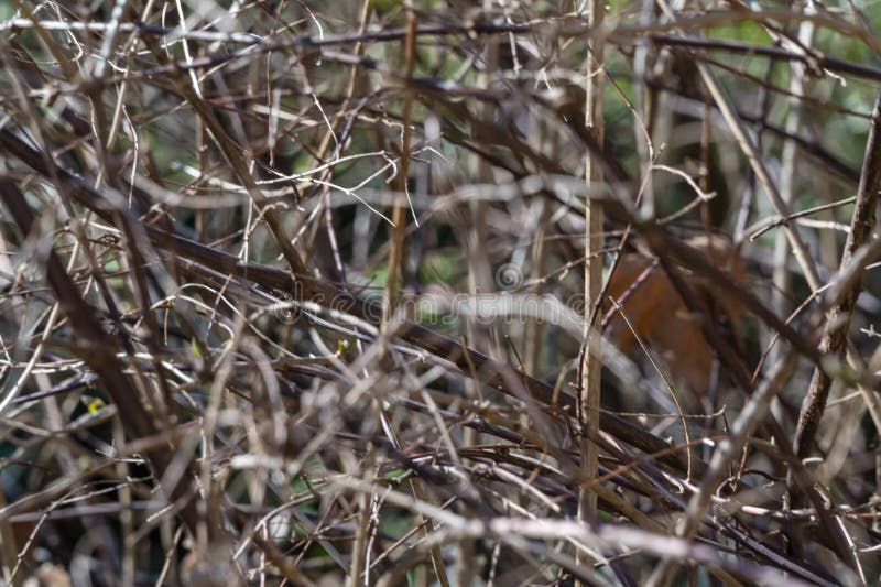 3,769 Pre Spring Stock Photos - Free & Royalty-Free Stock Photos from ...