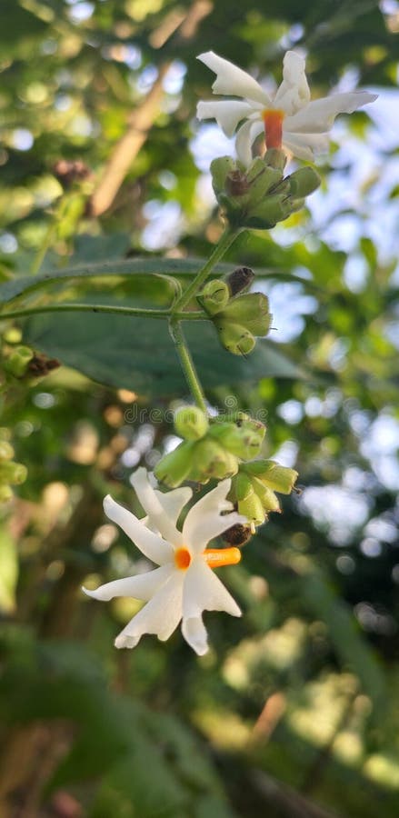 Parijat Leaf Stock Photos - Free & Royalty-Free Stock Photos from ...