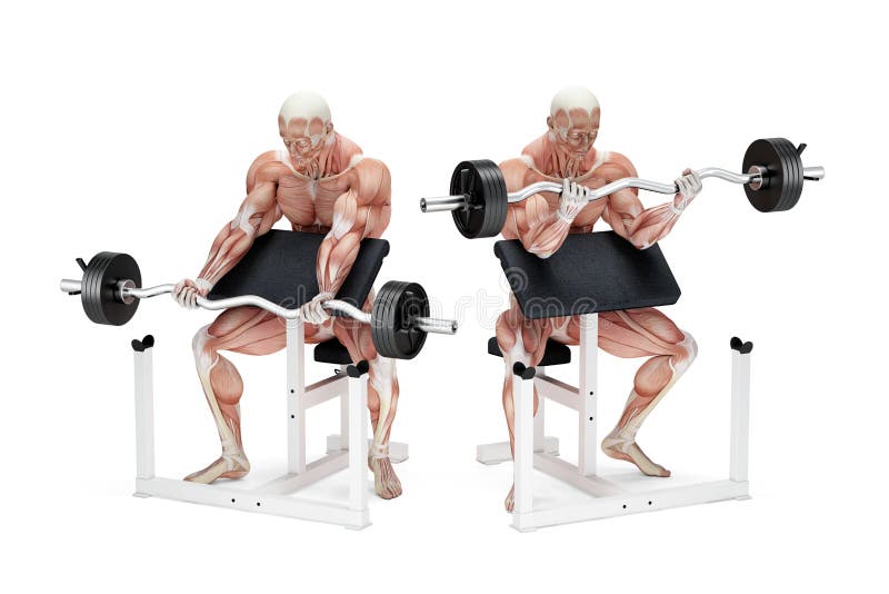 Preacher Curl Biceps Exercise. Anatomical Illustration. . Clipping Path ...