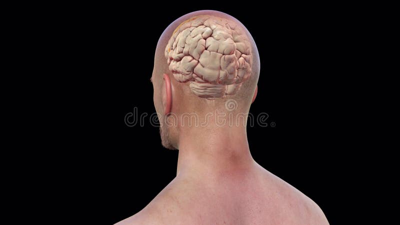 Precentral Gyrus of the Brain, 3D Animation Stock Video - Video of ...