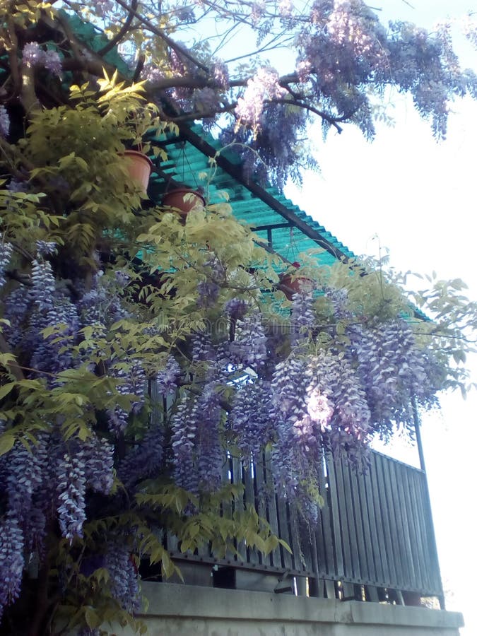 Preciosa acacia morada foto de archivo. Imagen de poseer - 165077386