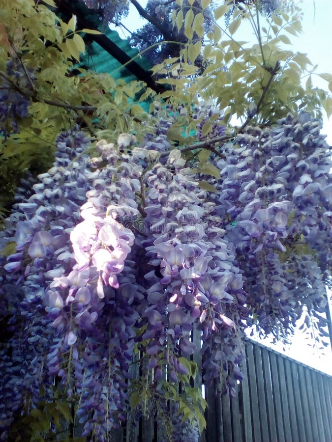 Acacia Morada Como Fondo Natural En Parque De La Ciudad Foto de archivo ...