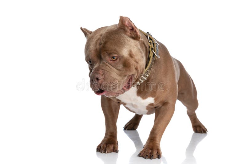 Precious American Bully Puppy with Golden Collar Looking Down Stock ...