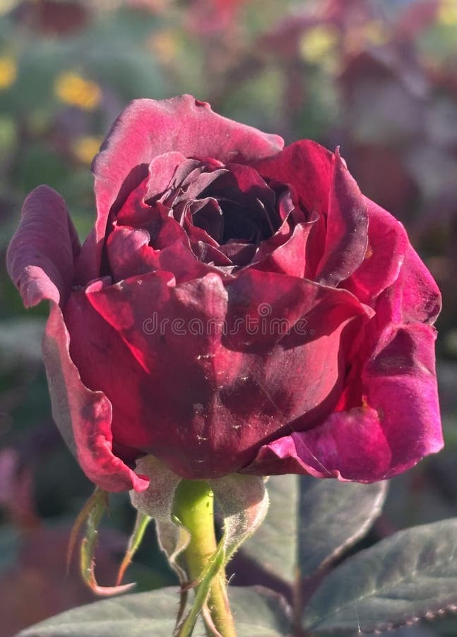 Precious Bright Dark Red Rose Stock Image - Image of plant, precious ...