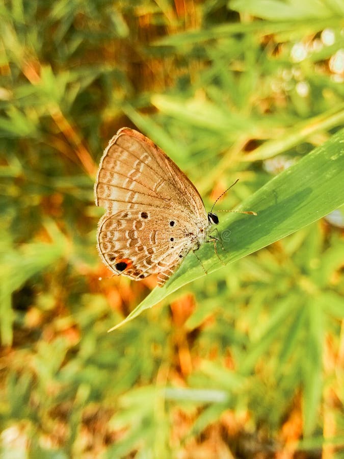 Precious butterfly stock image. Image of precious, closeup - 98920907
