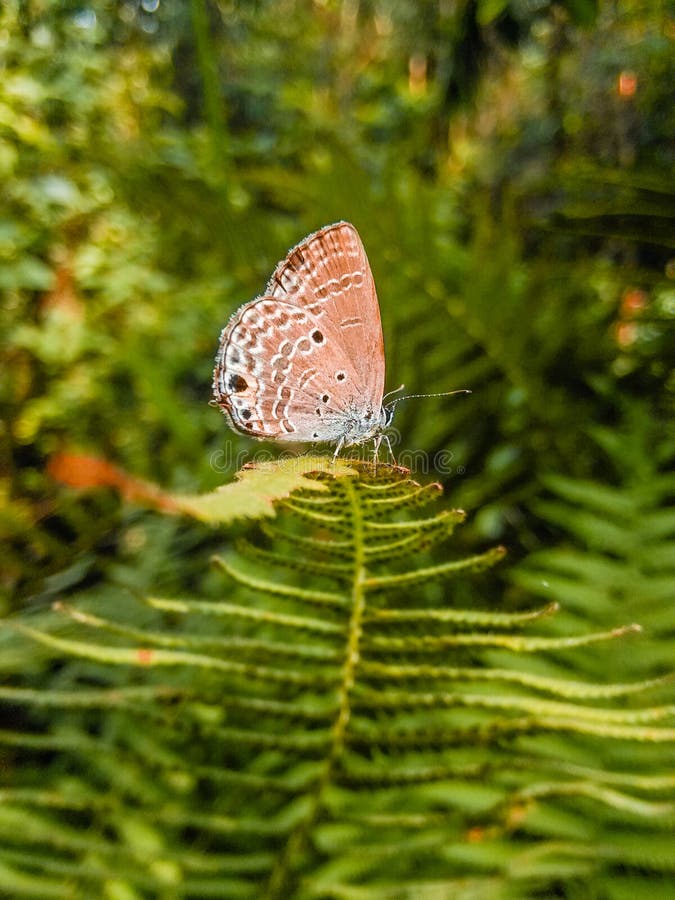 Precious butterfly stock image. Image of white, butterfly - 98920983