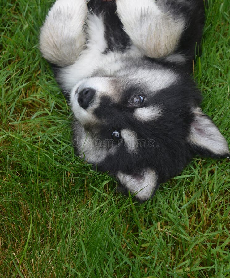 Precious Husky Puppy Rolling Around on His Back Stock Photo - Image of ...