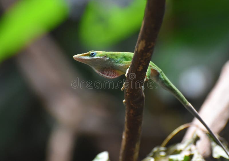 Precious Little Red Throated Lizard on a Branch Stock Photo - Image of ...