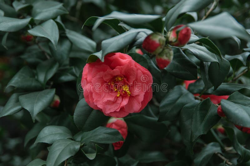 Red Camellia in the tree stock photo. Image of precious - 138121788