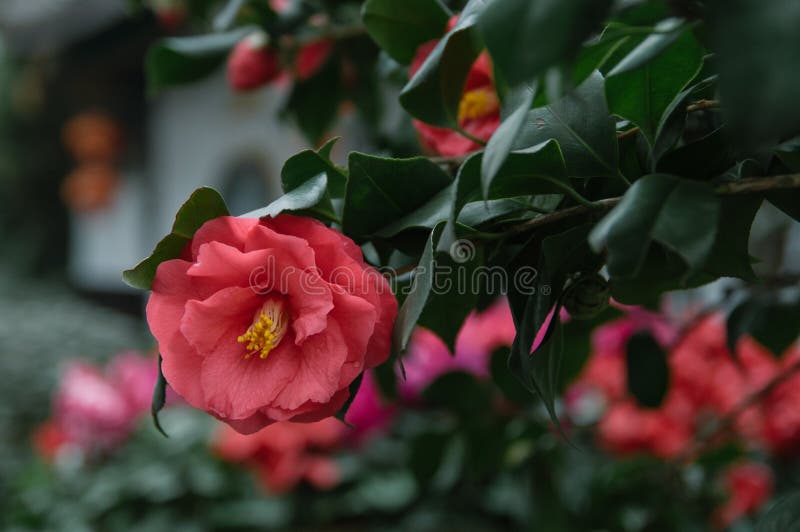 Red Camellia in the tree stock image. Image of buds - 138121803