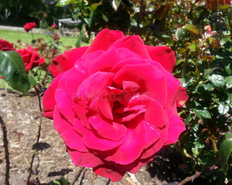 Precious Platinum Rose stock photo. Image of pink, humboldt - 97704998