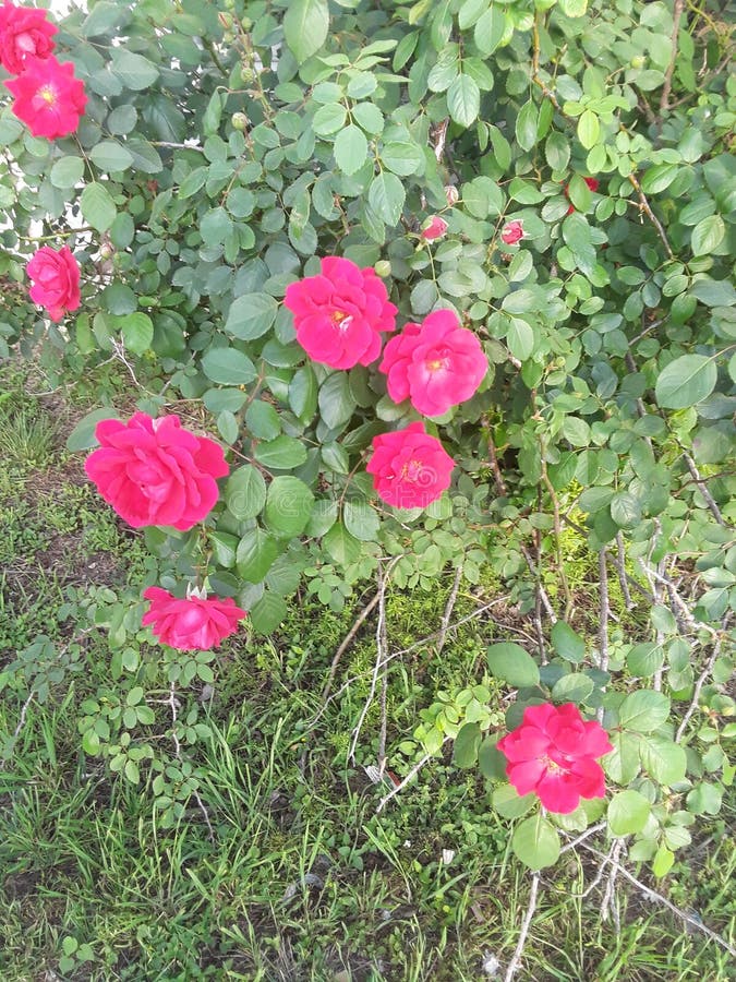 Precious Roses stock image. Image of roses, precious - 116257757