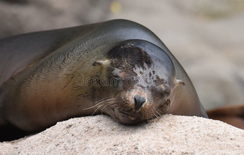 Precious Sea Lion Taking a Nap on a Rock Stock Photo - Image of mammal ...
