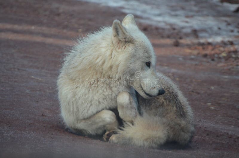 Precious Small White Wolf Relaxing on a Beach Stock Image - Image of ...